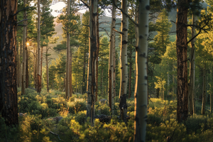 High, Low, Buffalo. | Innovative, Creative Home Design & Architecture