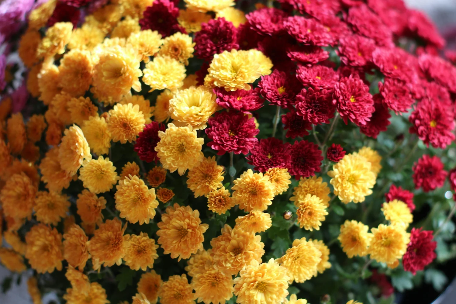 The Best Flowers and Shrubs to Plant this Fall + One Crucial Landscape ...