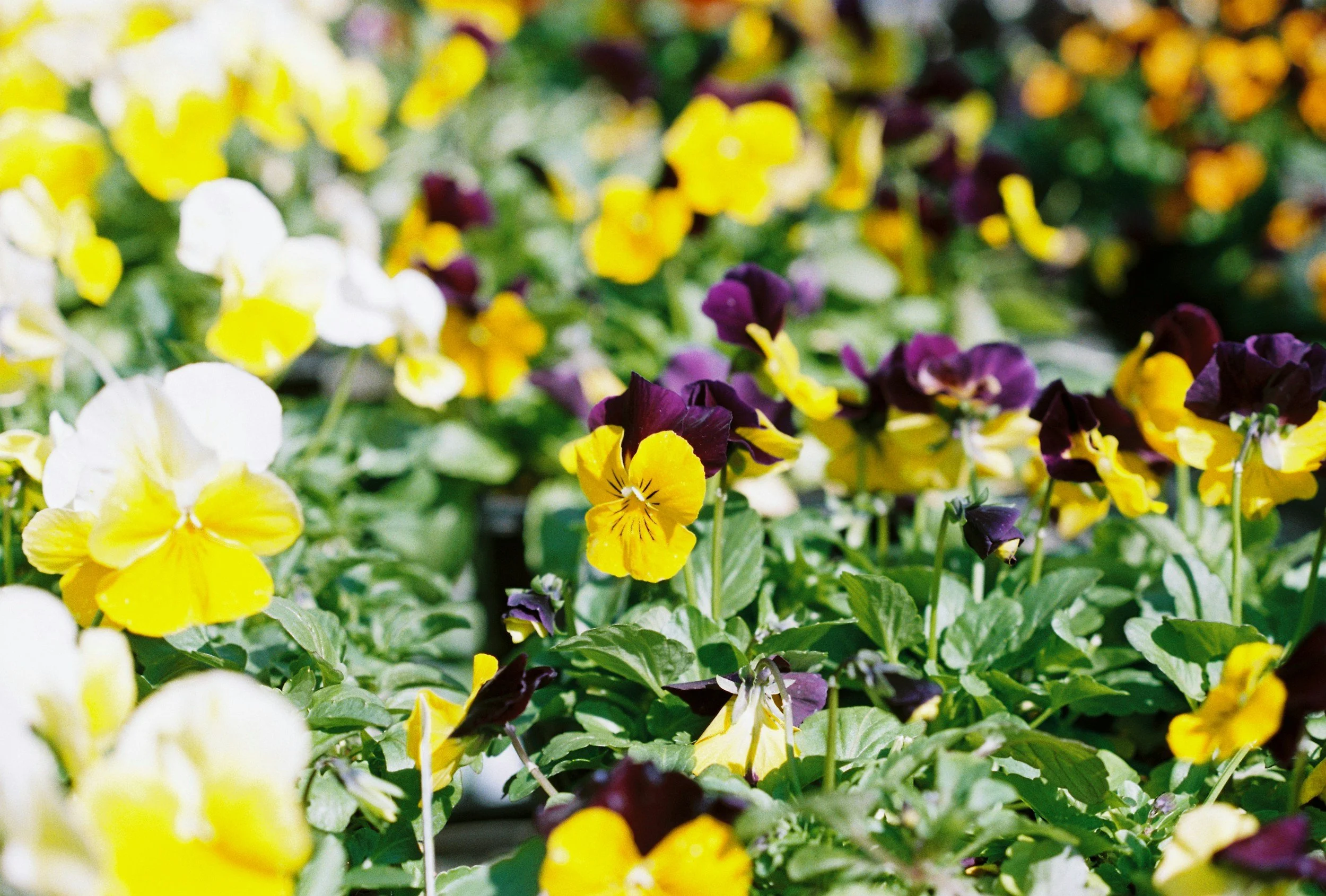 The Leaf Blog by Saluda Hill Landscapes | Expert Landscaping in SC
