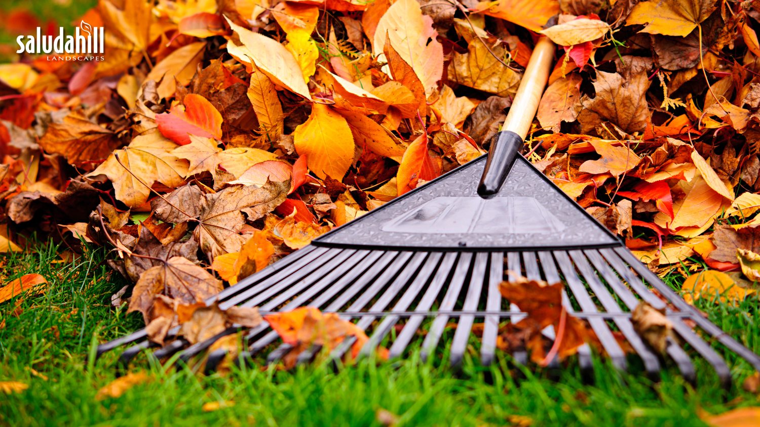 7 Tips for Fall Lawn Maintenance That You Should Doing Already | Expert ...