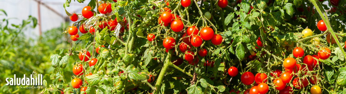 Functional Plants & Their Role in Your World | Expert Landscaping in SC