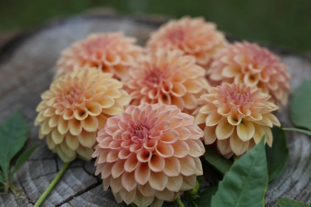 Firmly Rooted Flower Farm