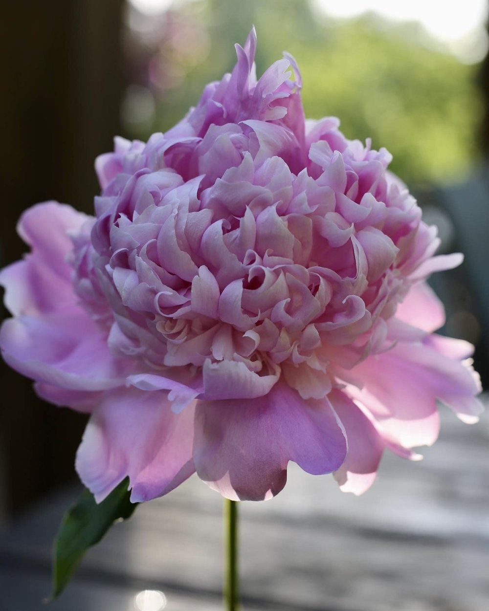 About — Firmly Rooted Flower Farm