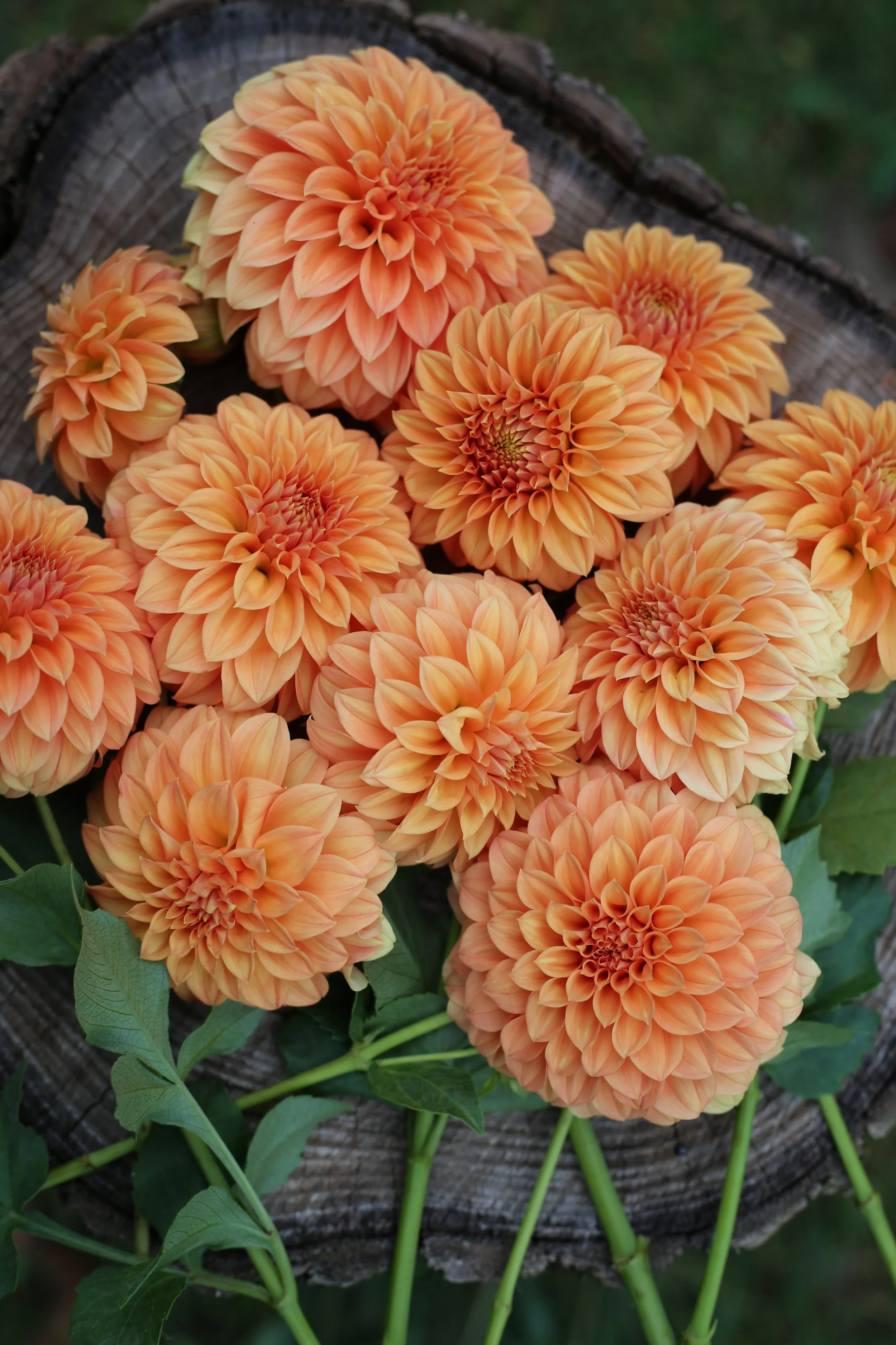 Firmly Rooted Flower Farm