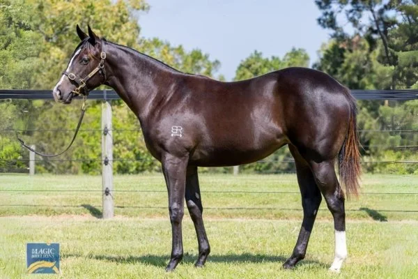 Yearlings — Lindsay Park Racing