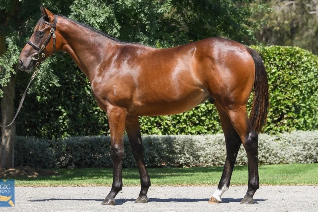 Yearlings — Lindsay Park Racing