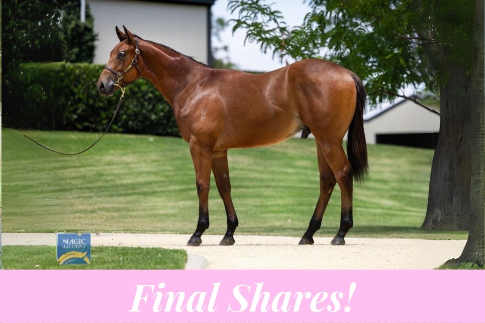 Yearlings — Lindsay Park Racing