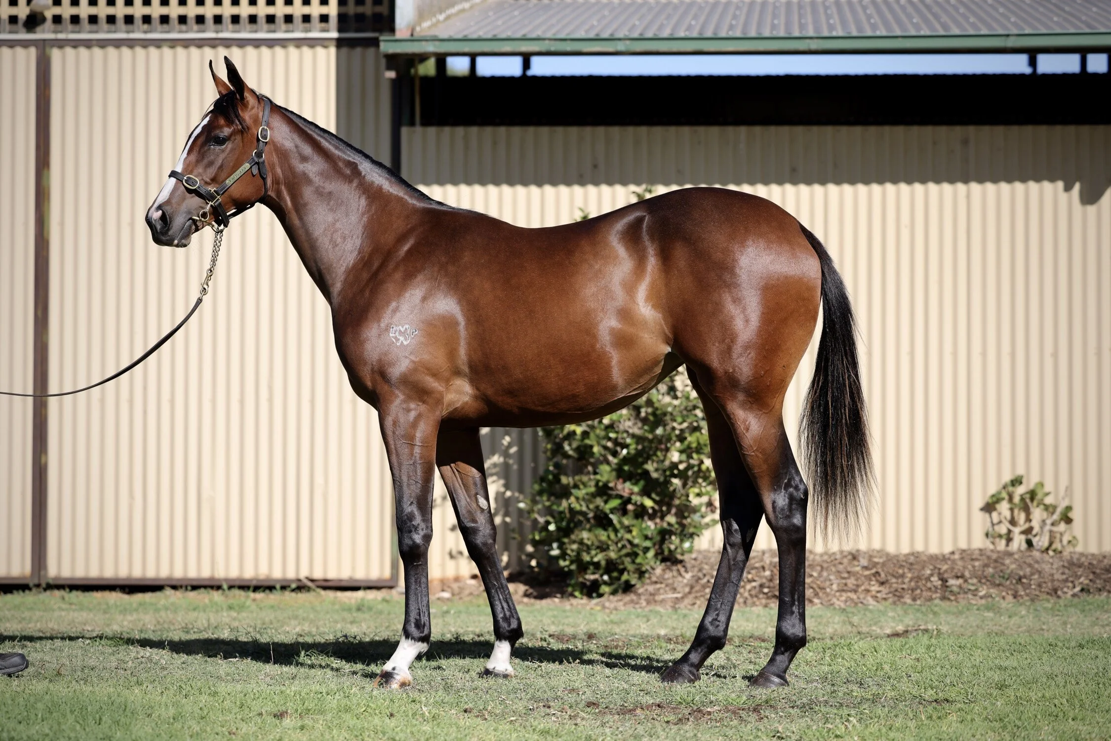 Yearlings — Lindsay Park Racing