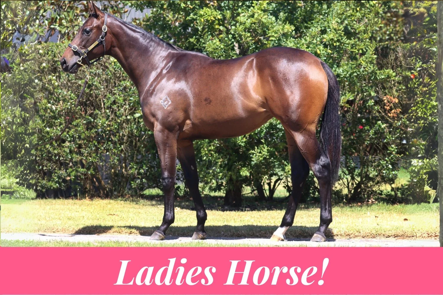 Yearlings — Lindsay Park Racing
