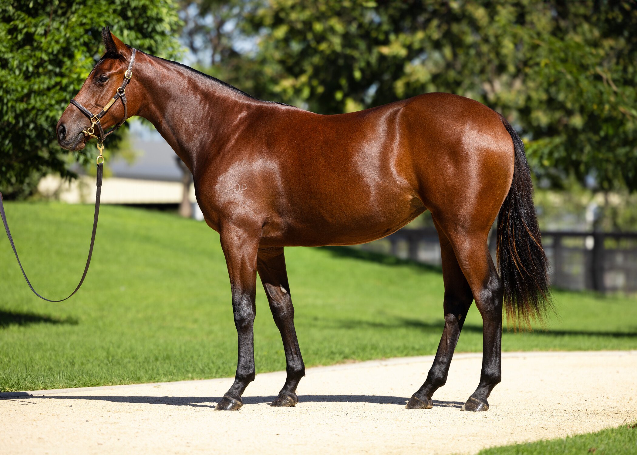 Yearlings — Lindsay Park Racing