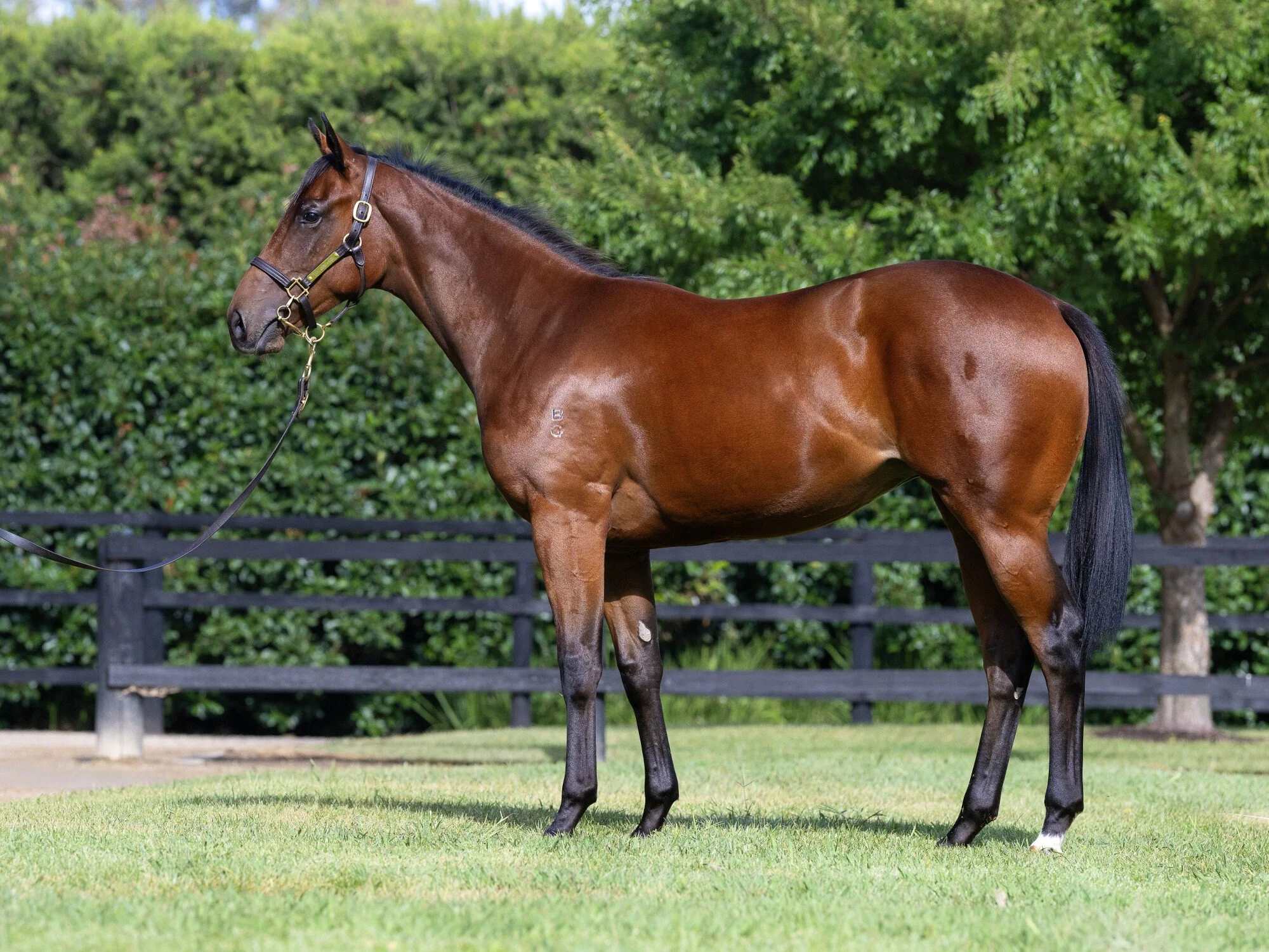 Yearlings — Lindsay Park Racing