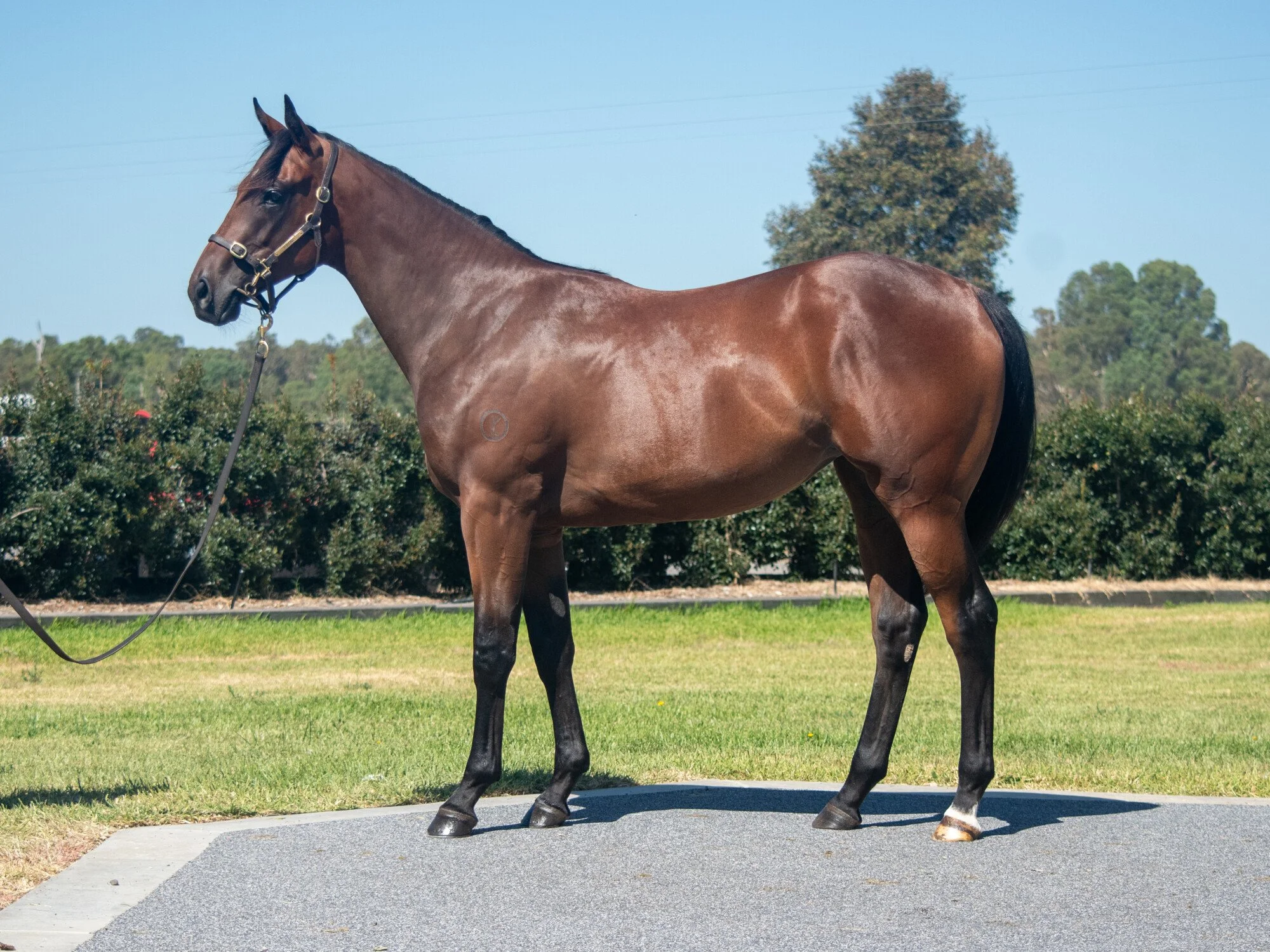 Yearlings — Lindsay Park Racing