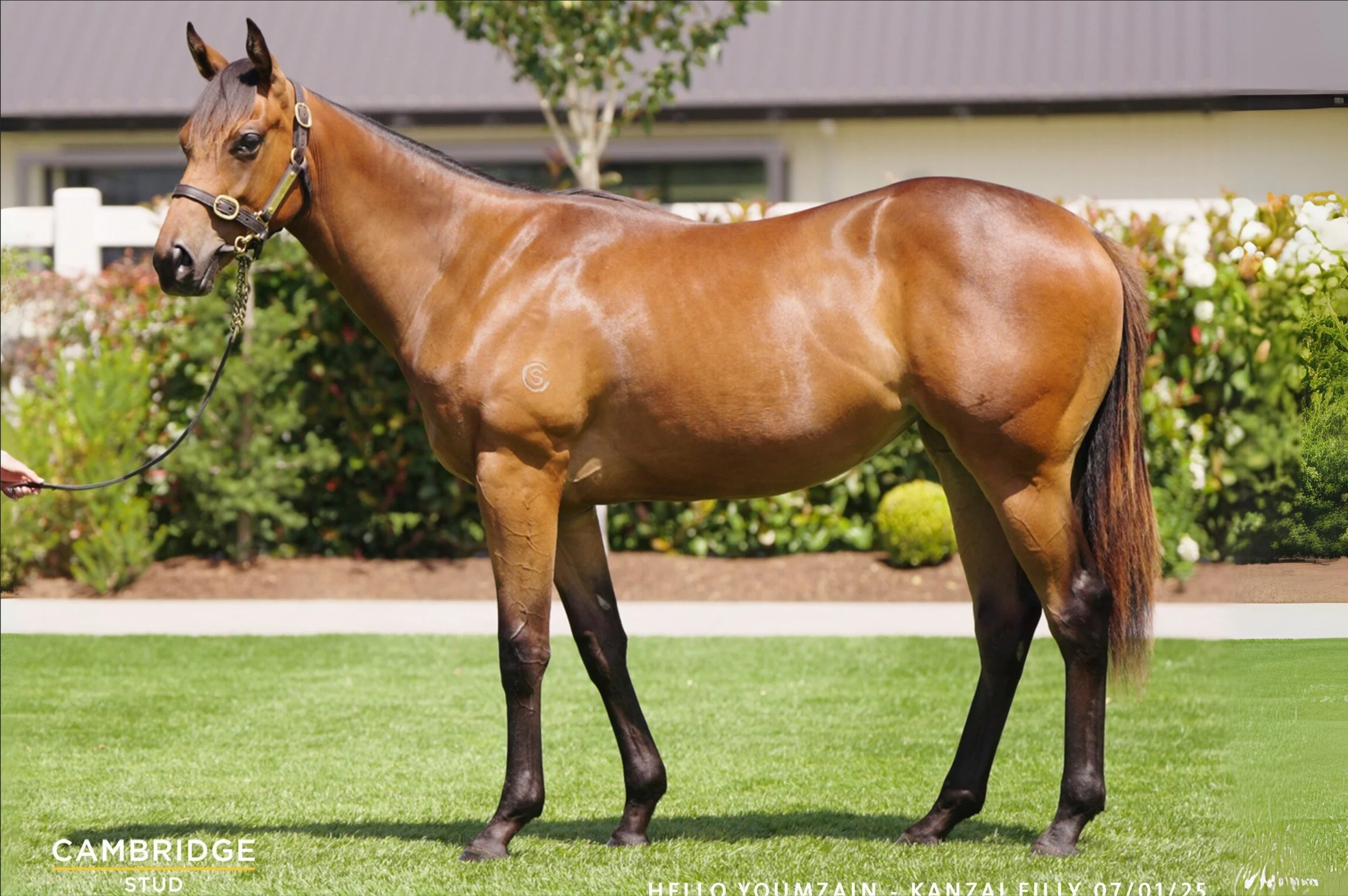 Yearlings — Lindsay Park Racing