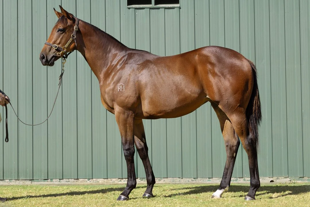 Yearlings — Lindsay Park Racing