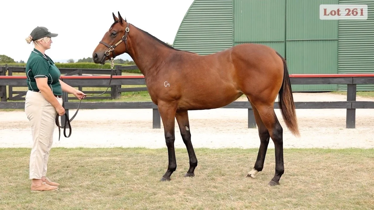 Yearlings — Lindsay Park Racing
