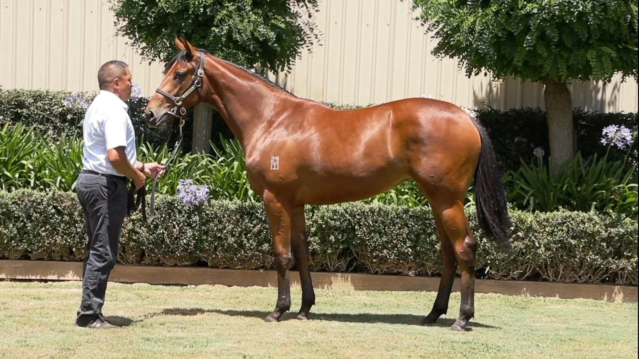 Yearlings — Lindsay Park Racing