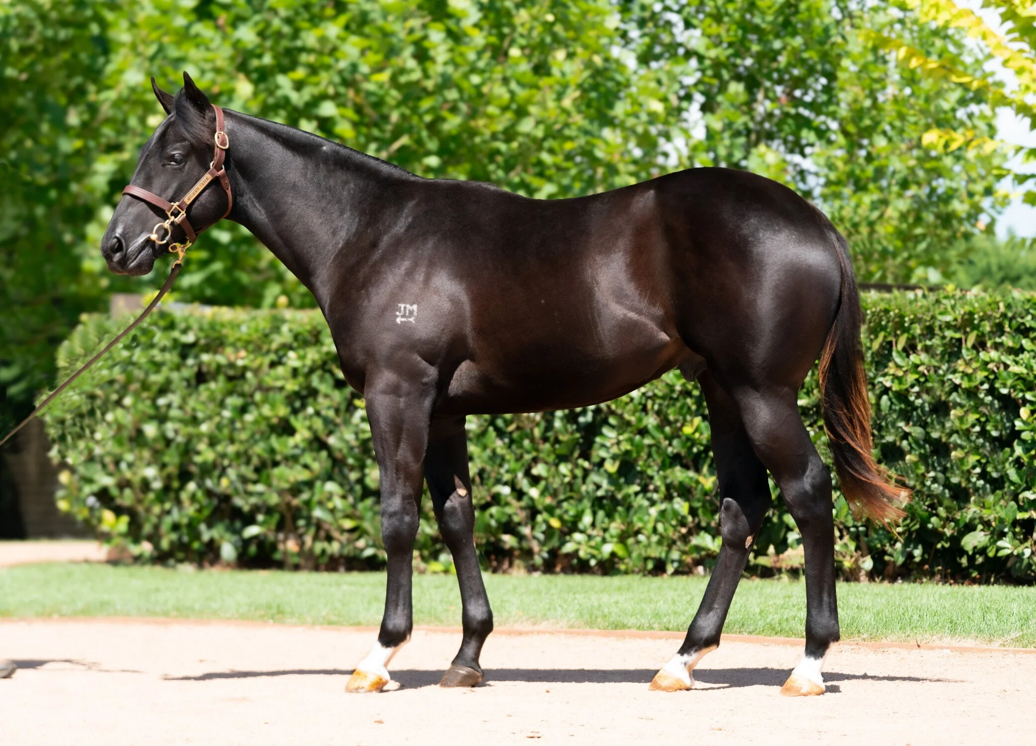 Yearlings — Lindsay Park Racing