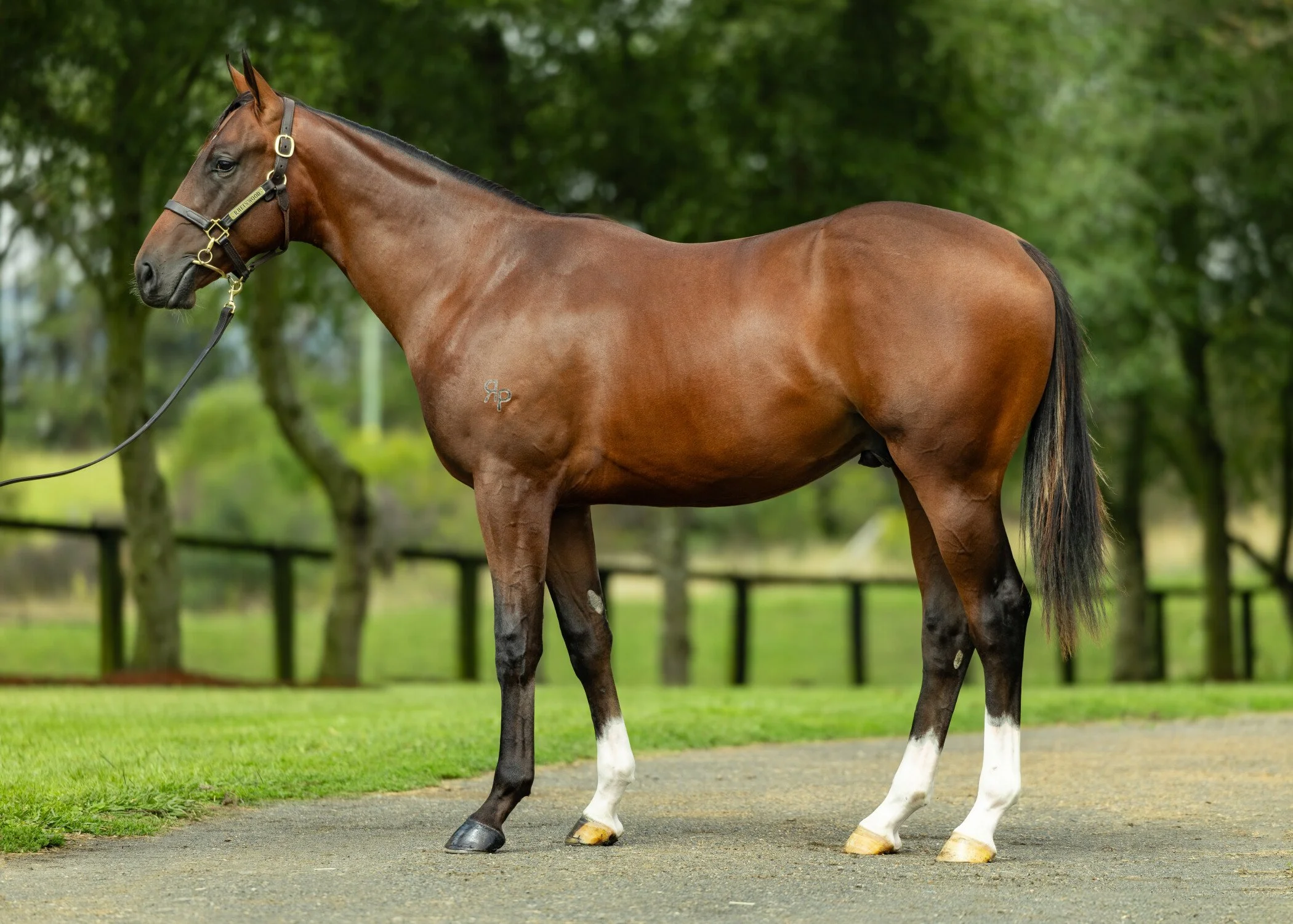 Yearlings — Lindsay Park Racing