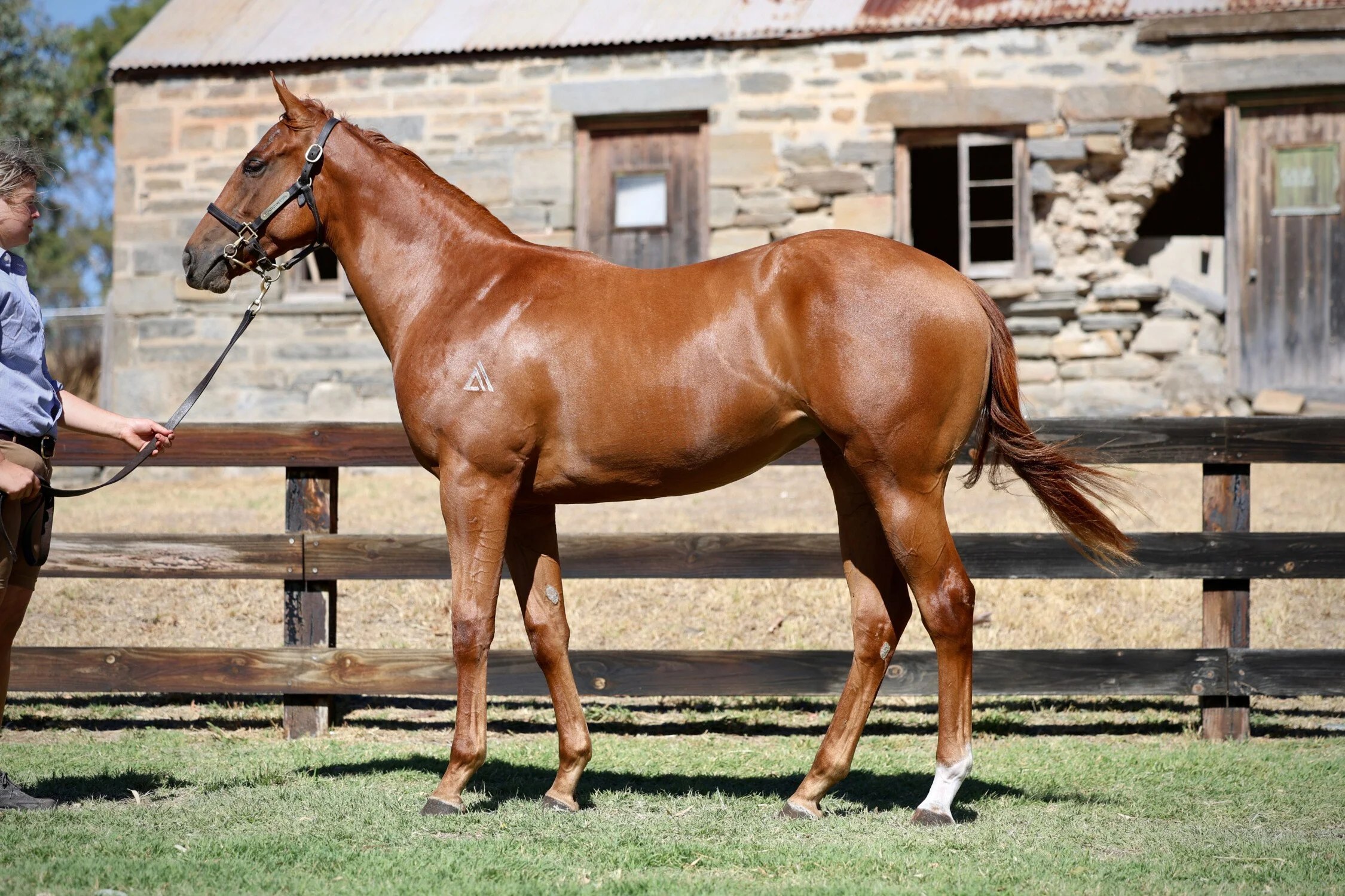 Yearlings — Lindsay Park Racing