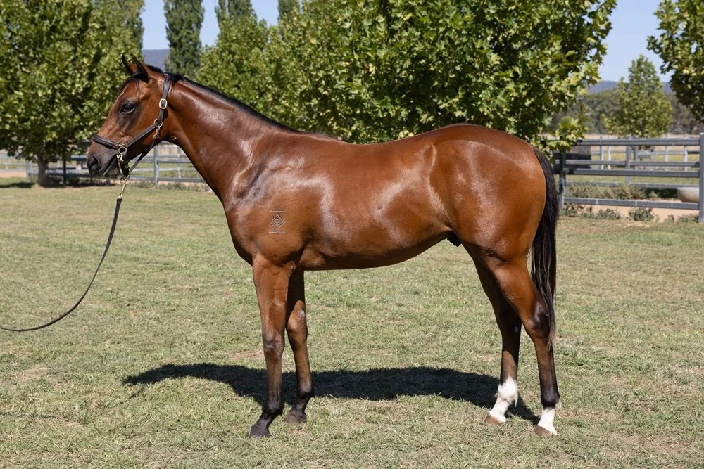 Horses for sale — Lindsay Park Racing