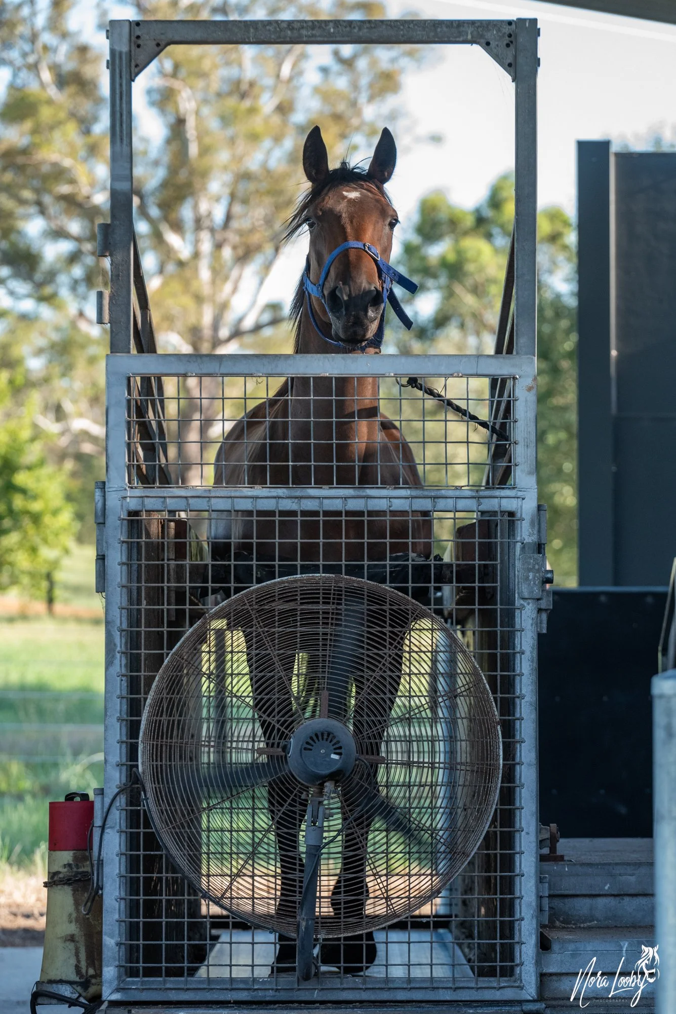 Training Aids — Lindsay Park Racing