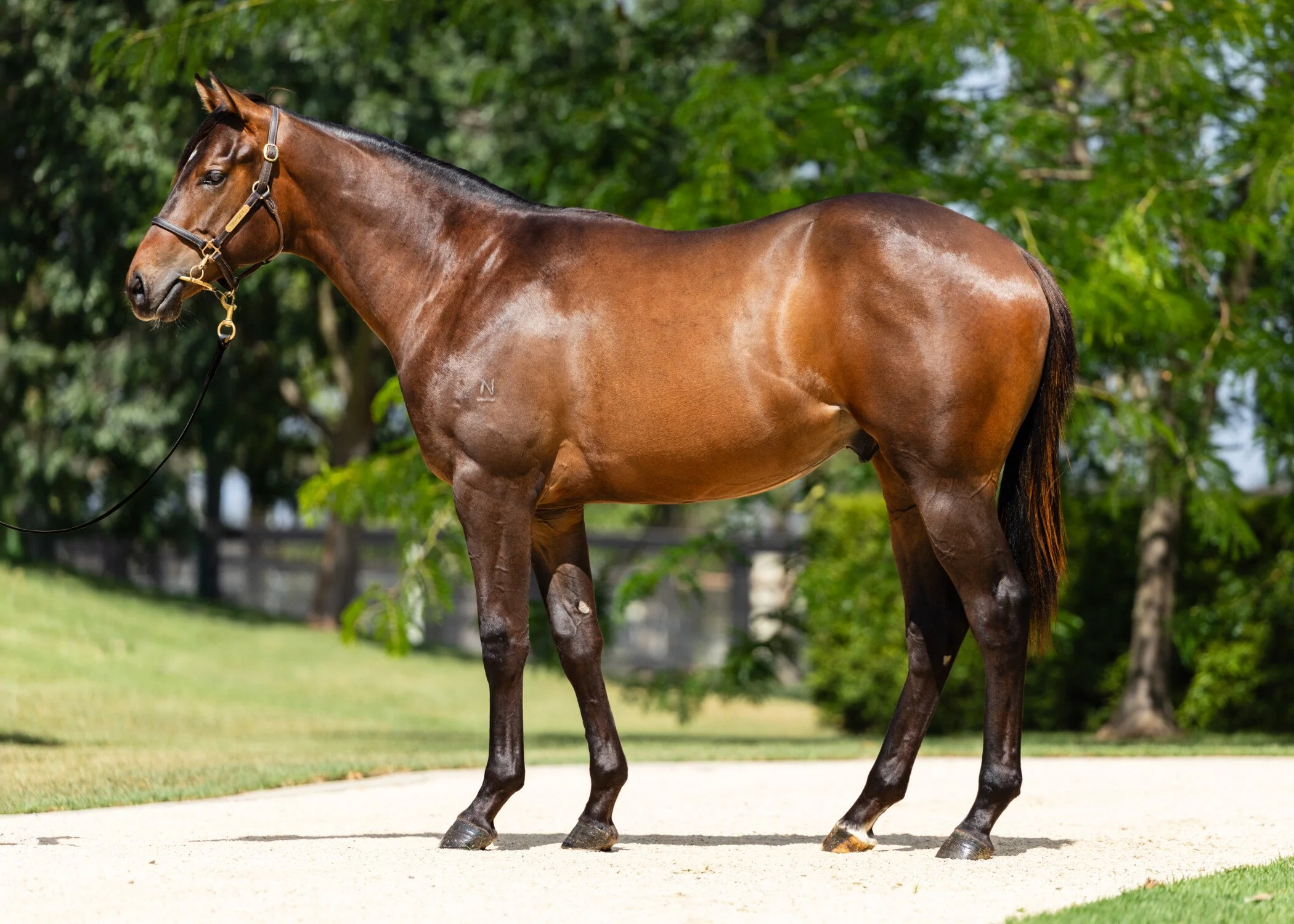 Colt by ARTORIUS x KISS THE DADDY — Lindsay Park Racing