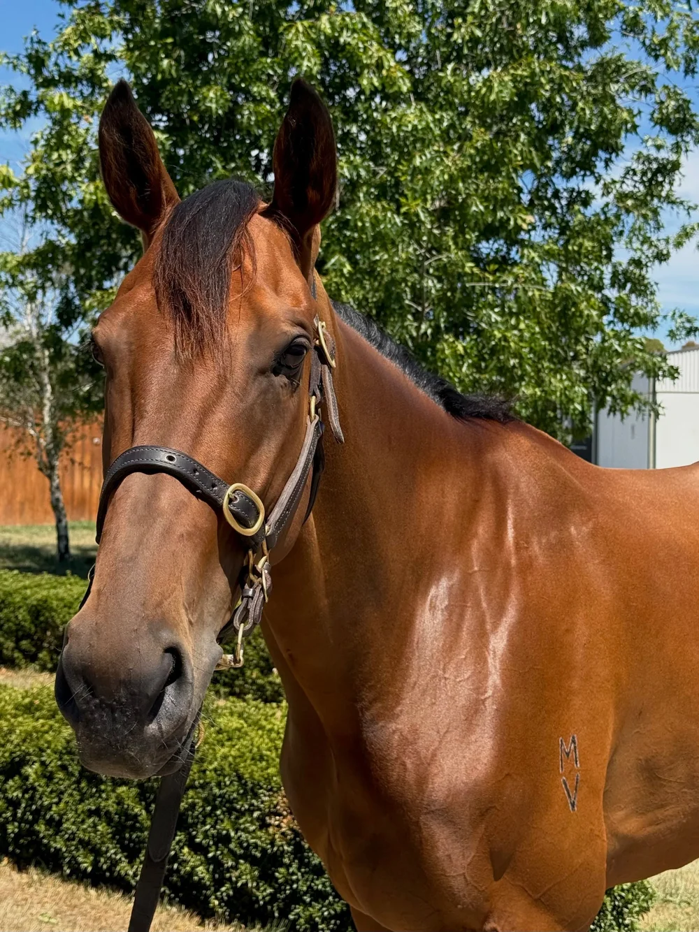 Vivacissimo — Lindsay Park Racing