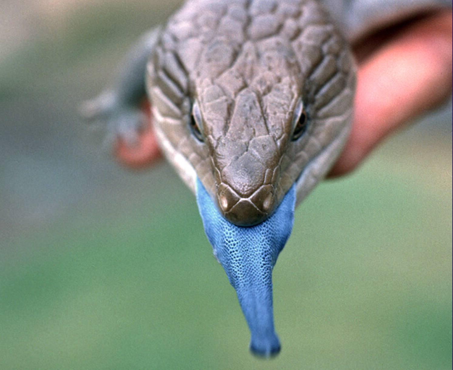 Blue-Tongue Lizards in Your Backyard - Urban Reptile Removal | Urban ...