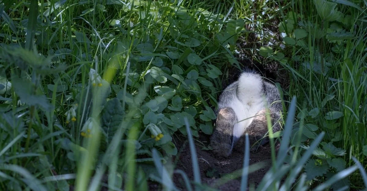 Avoid Meeting Distractions: Master the Repeat and Redirect Strategy ...