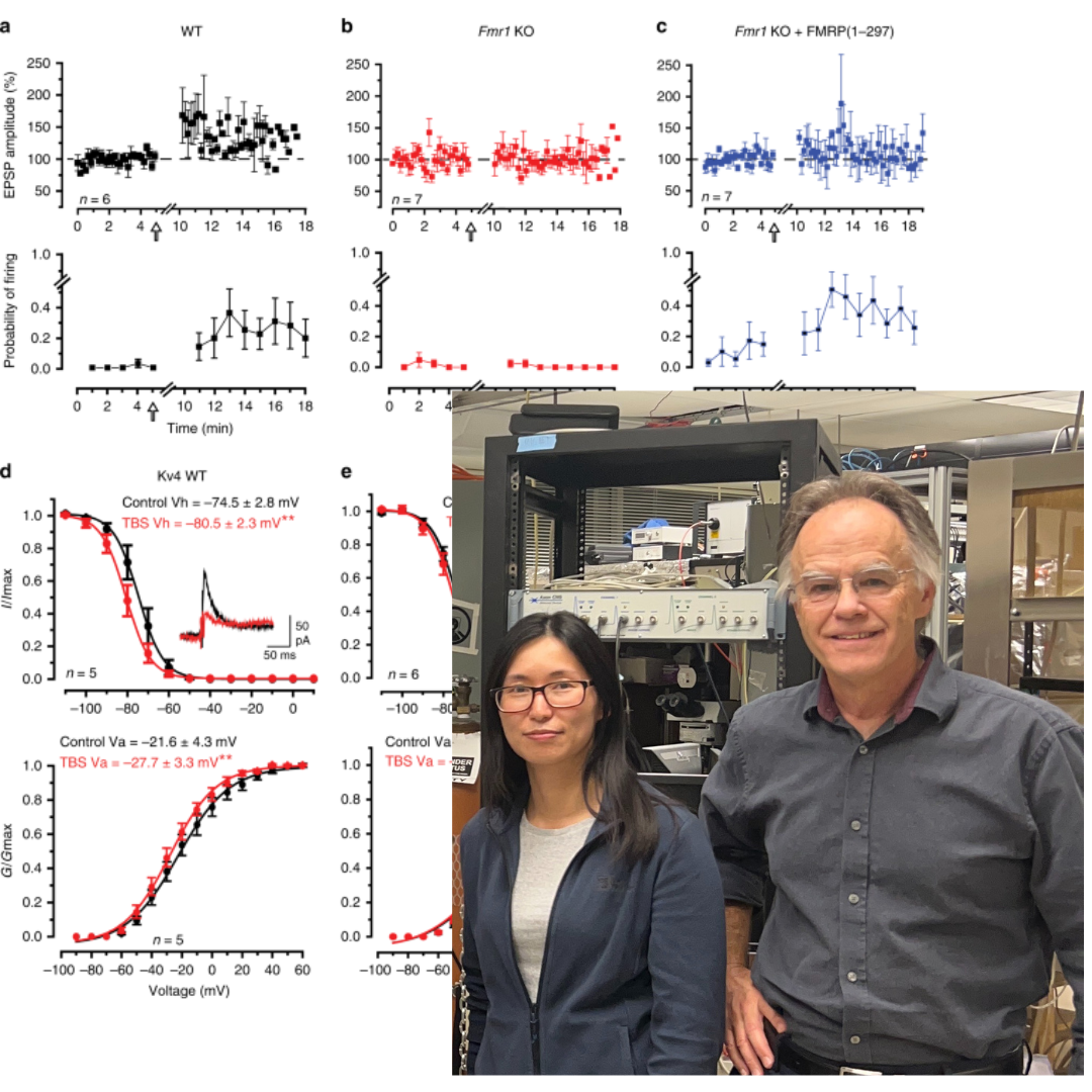 What is Fragile X — Fragile X Canada