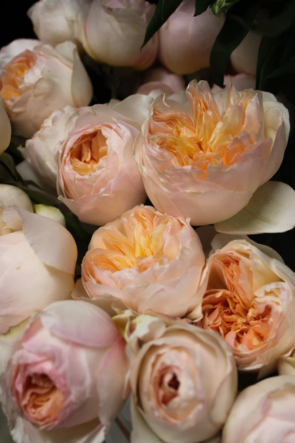 The Bloom Room