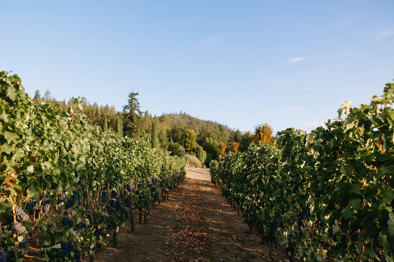 Sunrise Villa Vineyards