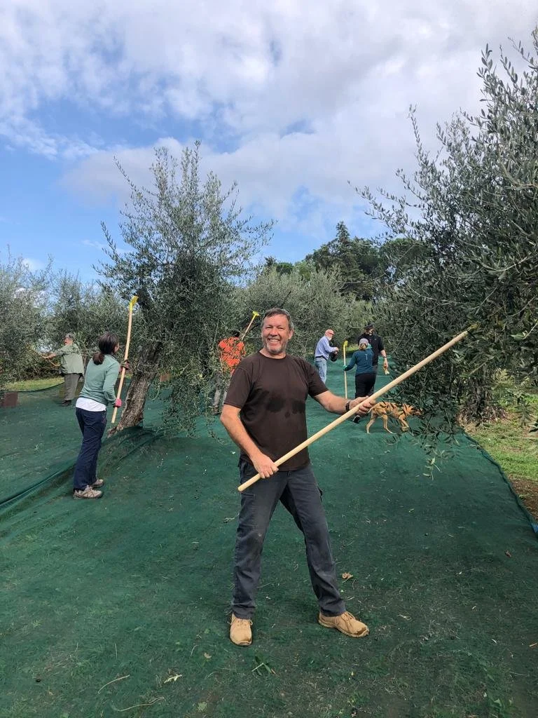 Harvest Day | Experience Olive Harvest Now — Olive Hill Sabina