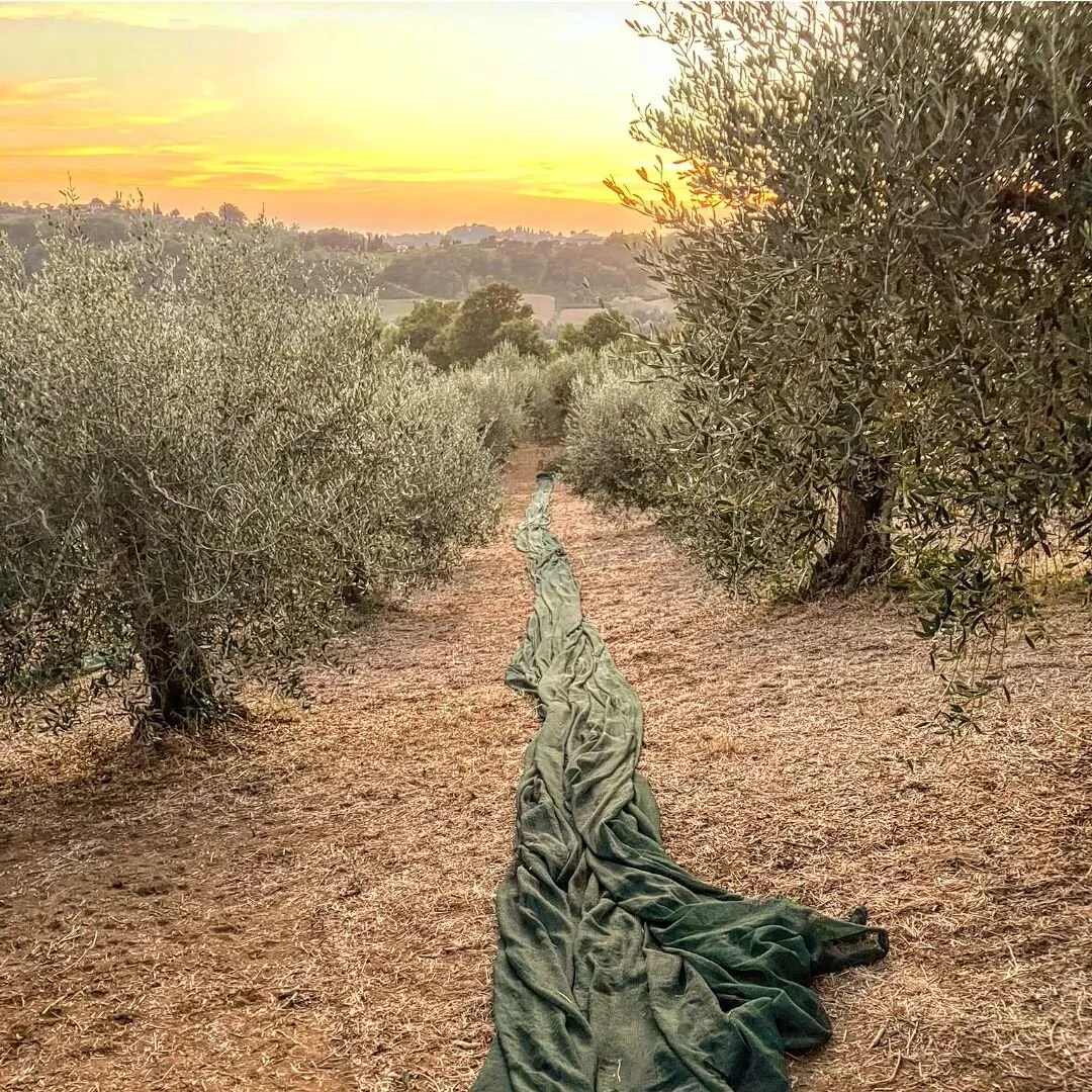 Contact Us — Olive Hill Sabina