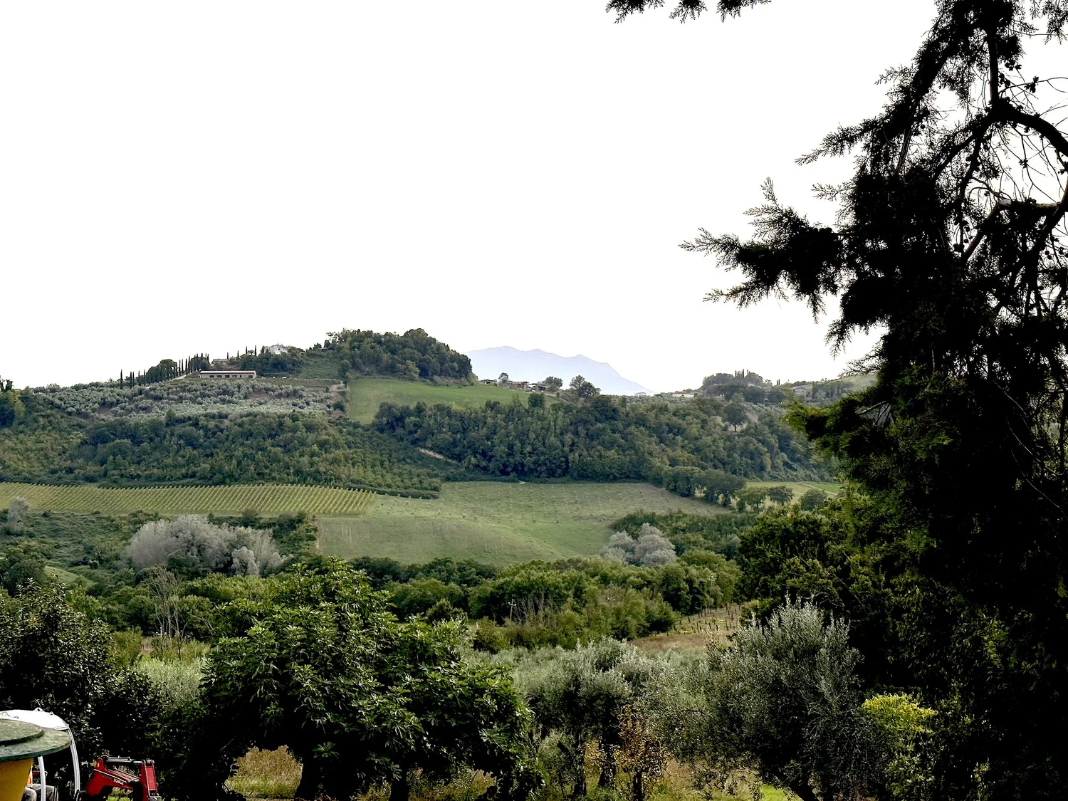Olive Hill Sabina | Our Organic Olive Grove near Rome