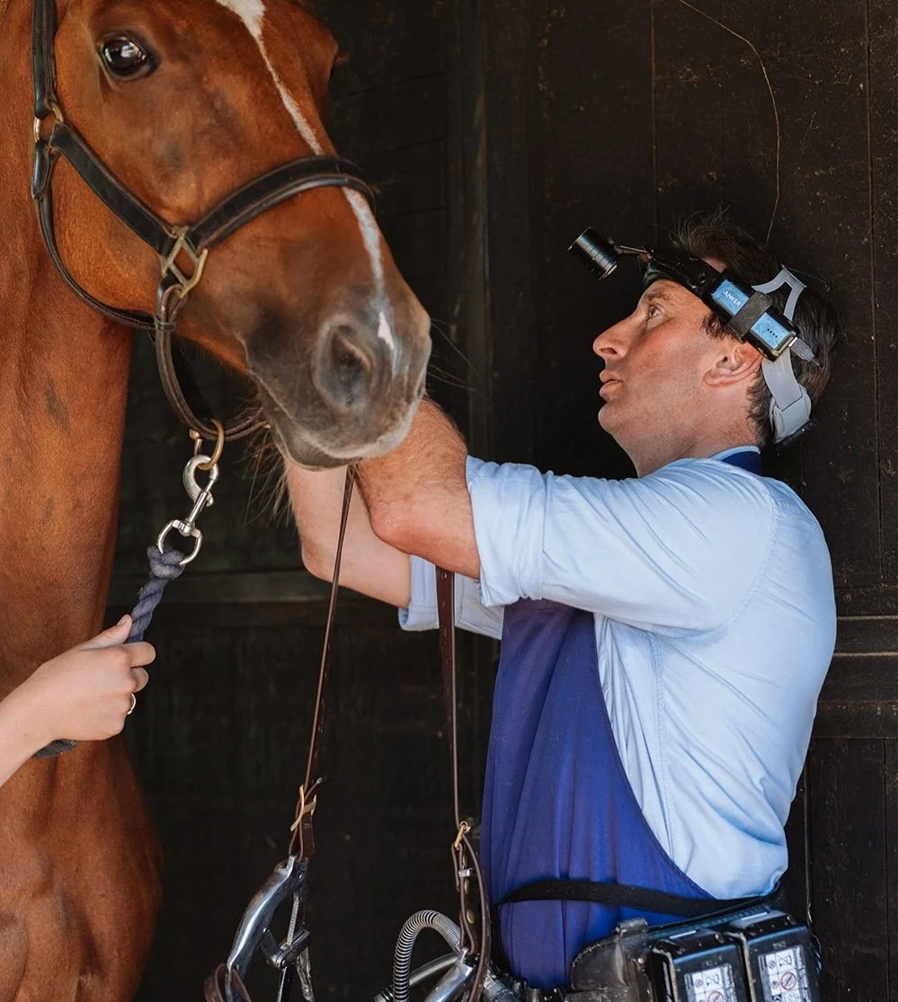 Equine Dental Services — Williams Equine