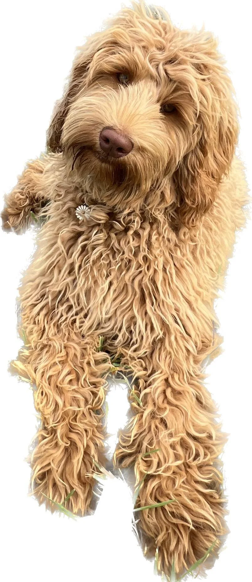 Plemeno — Astra Australian Labradoodles