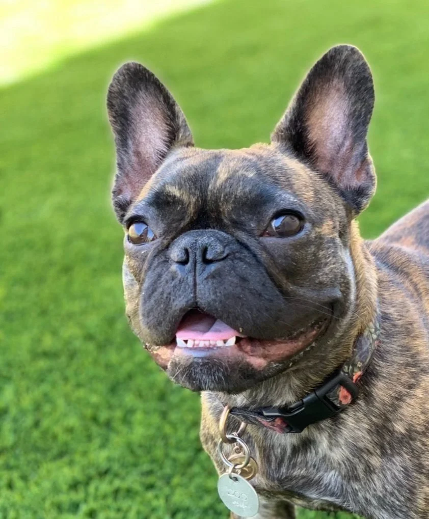 Pristine Turf Cleaning