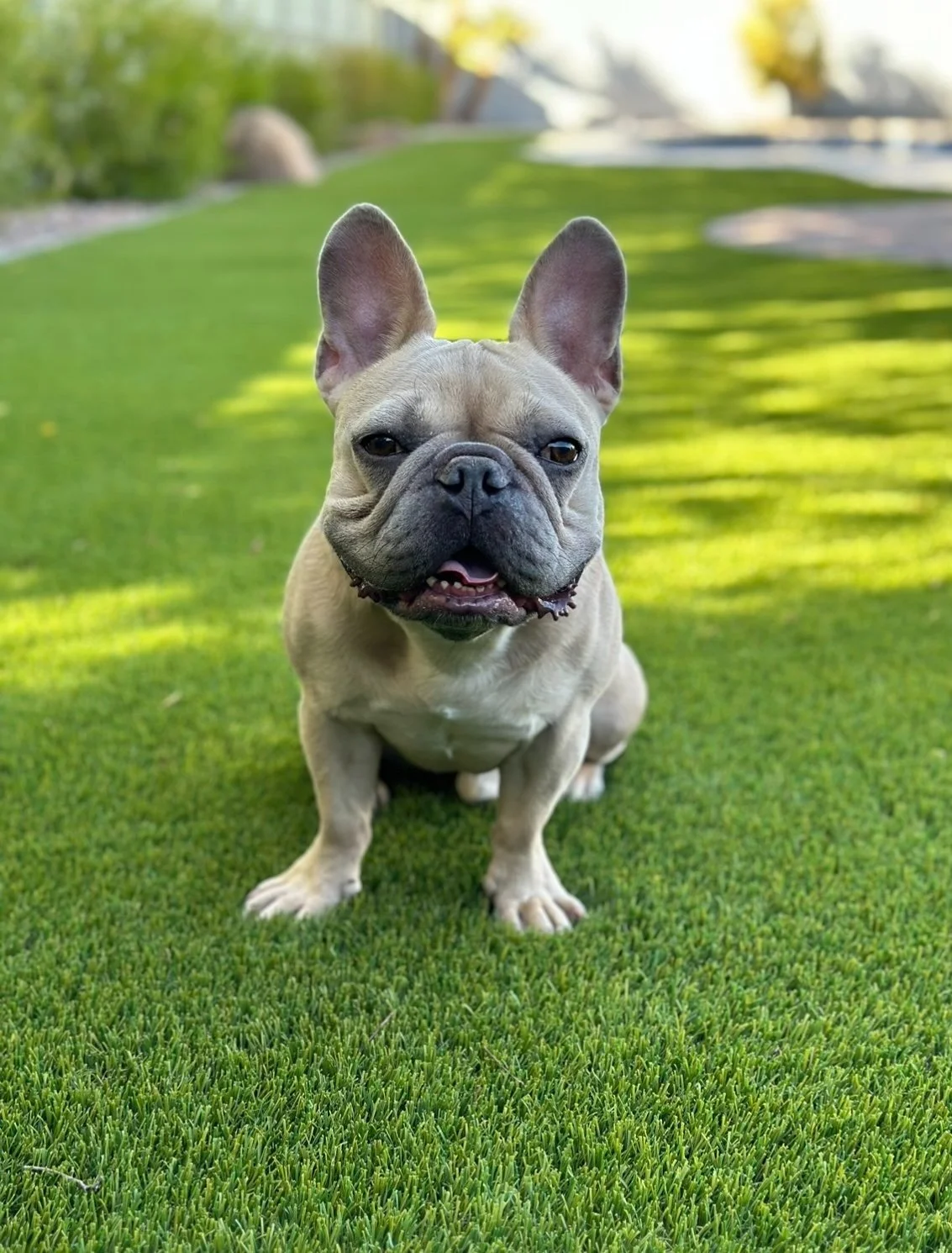 Pristine Turf Cleaning