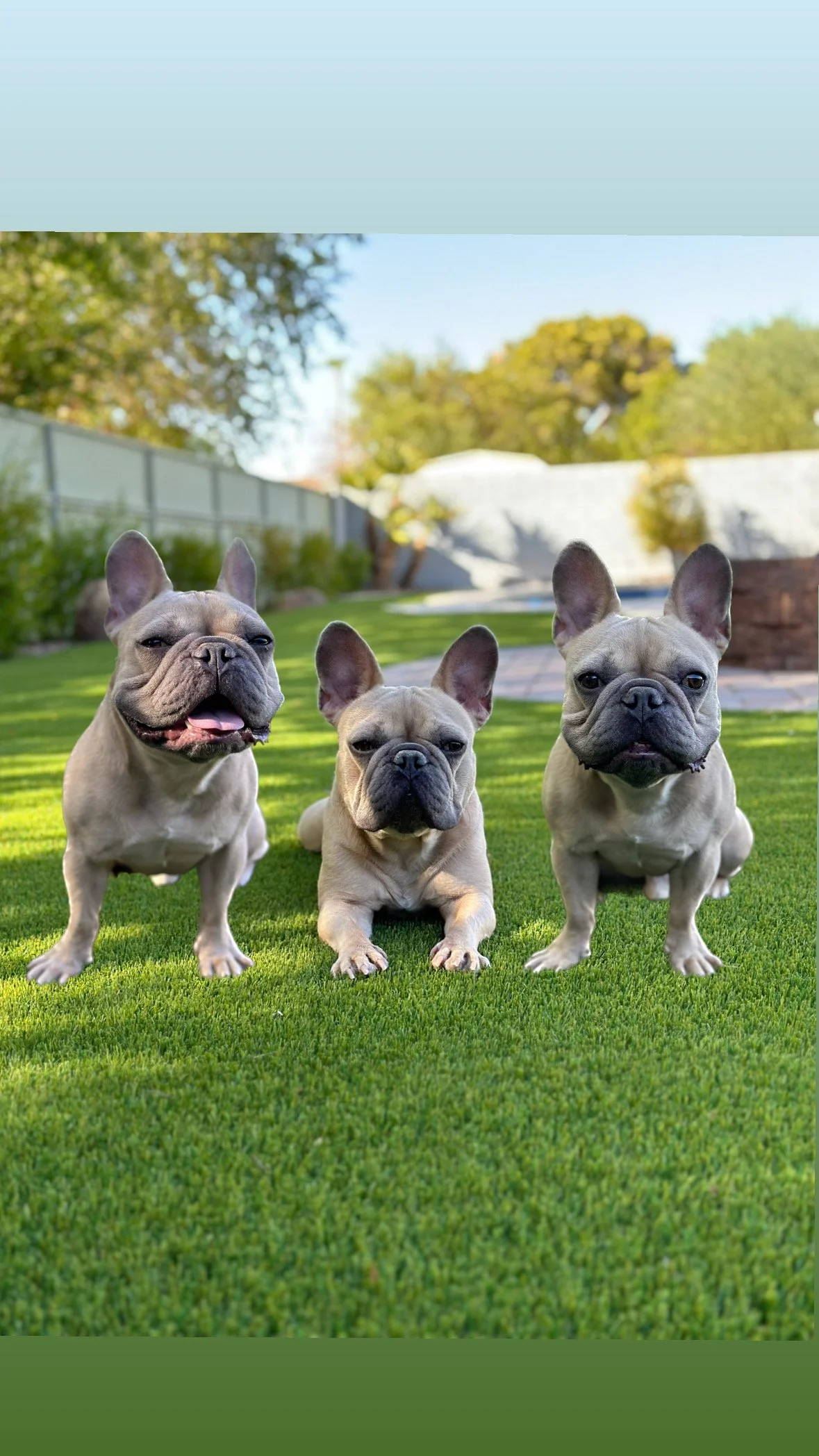 Pristine Turf Cleaning