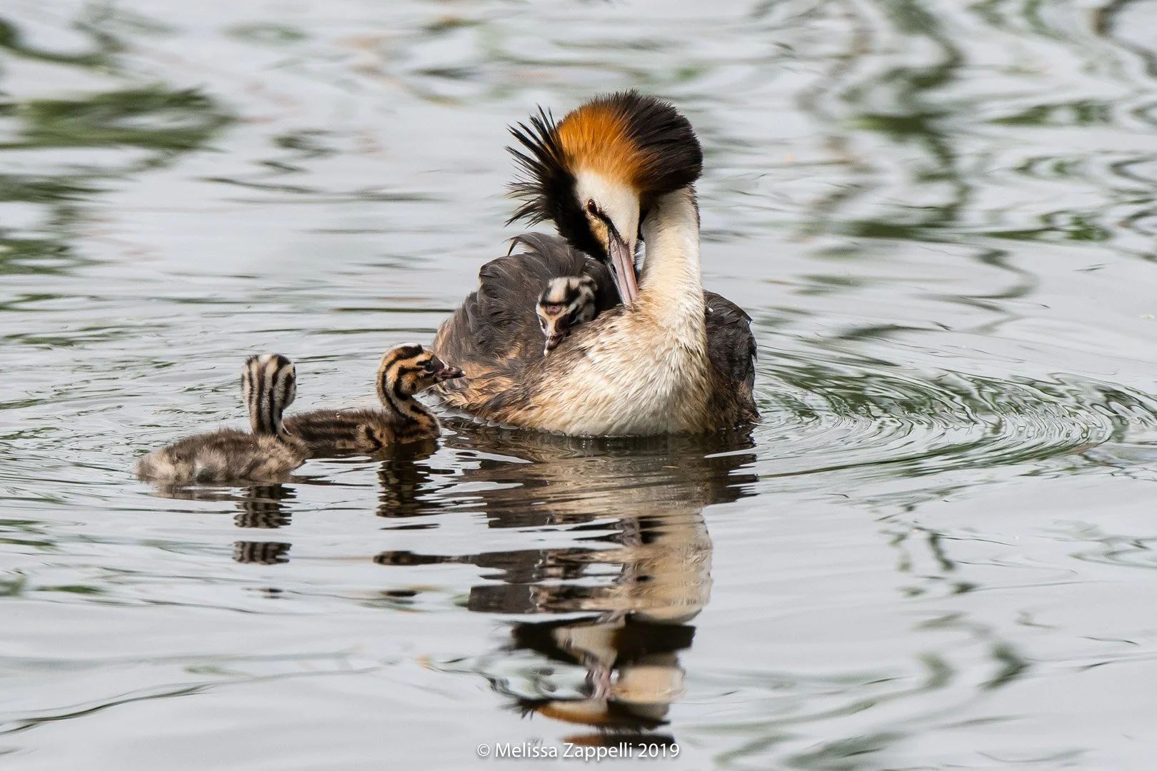 Our Organisation — Melville Bird Sanctuary