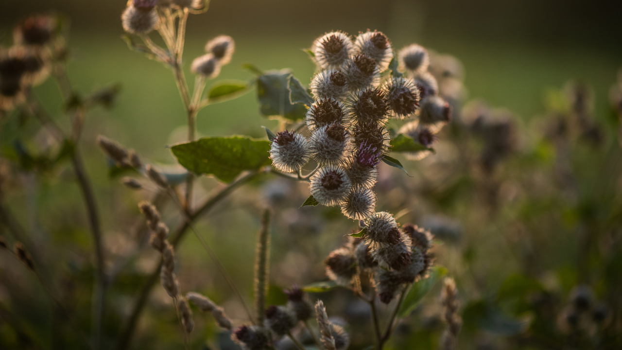 Burdock Root Decoction: The Ultimate Health Elixer — Natural Living Alchemy