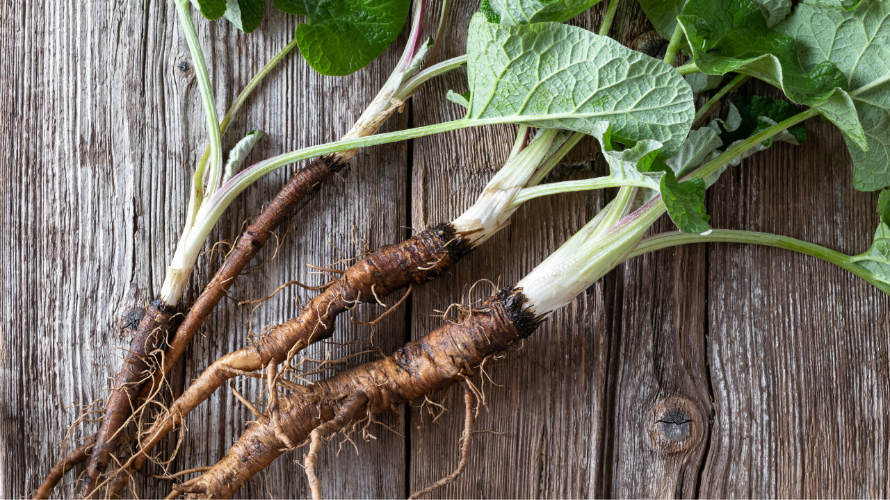 Burdock Root Decoction: The Ultimate Health Elixer — Natural Living Alchemy