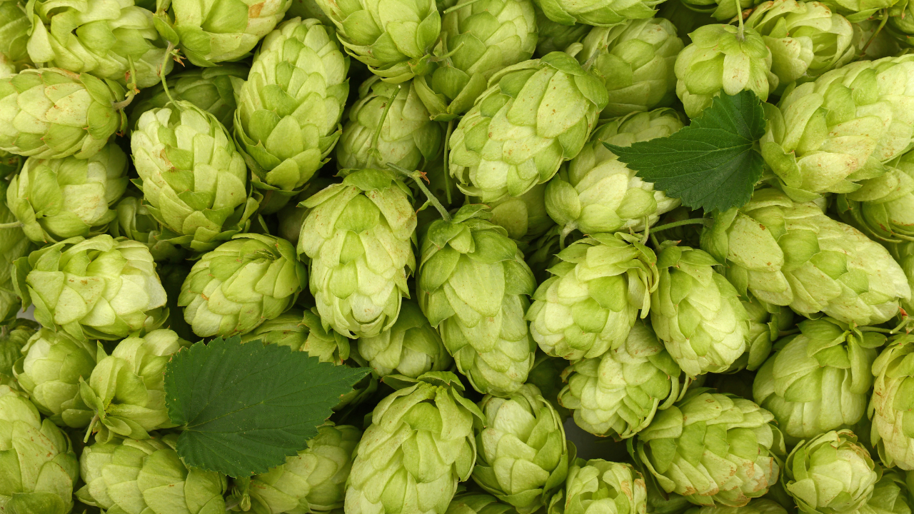 Plant Feature: Hops, Humulus lupulus, with recipe — Natural Living Alchemy