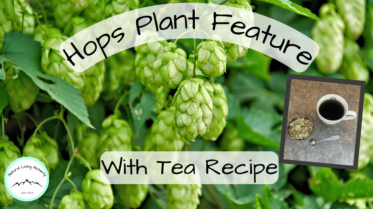 Plant Feature: Hops, Humulus lupulus, with recipe — Natural Living Alchemy