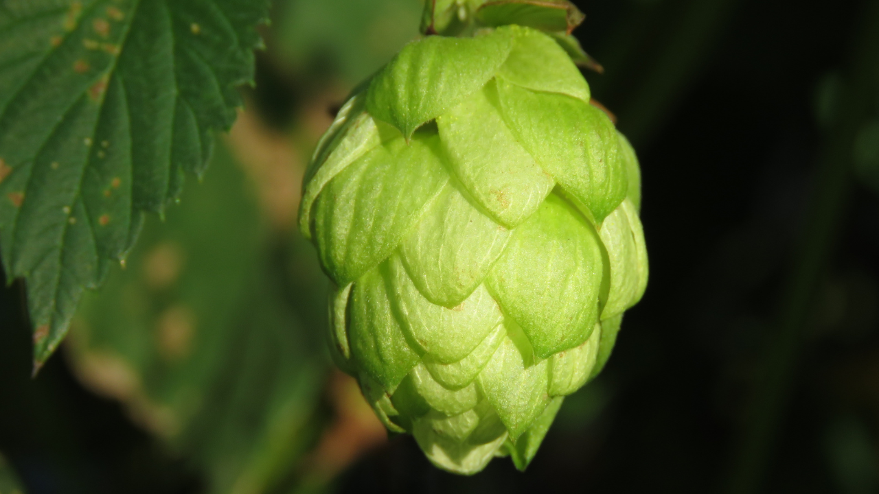 Plant Feature: Hops, Humulus lupulus, with recipe — Natural Living Alchemy
