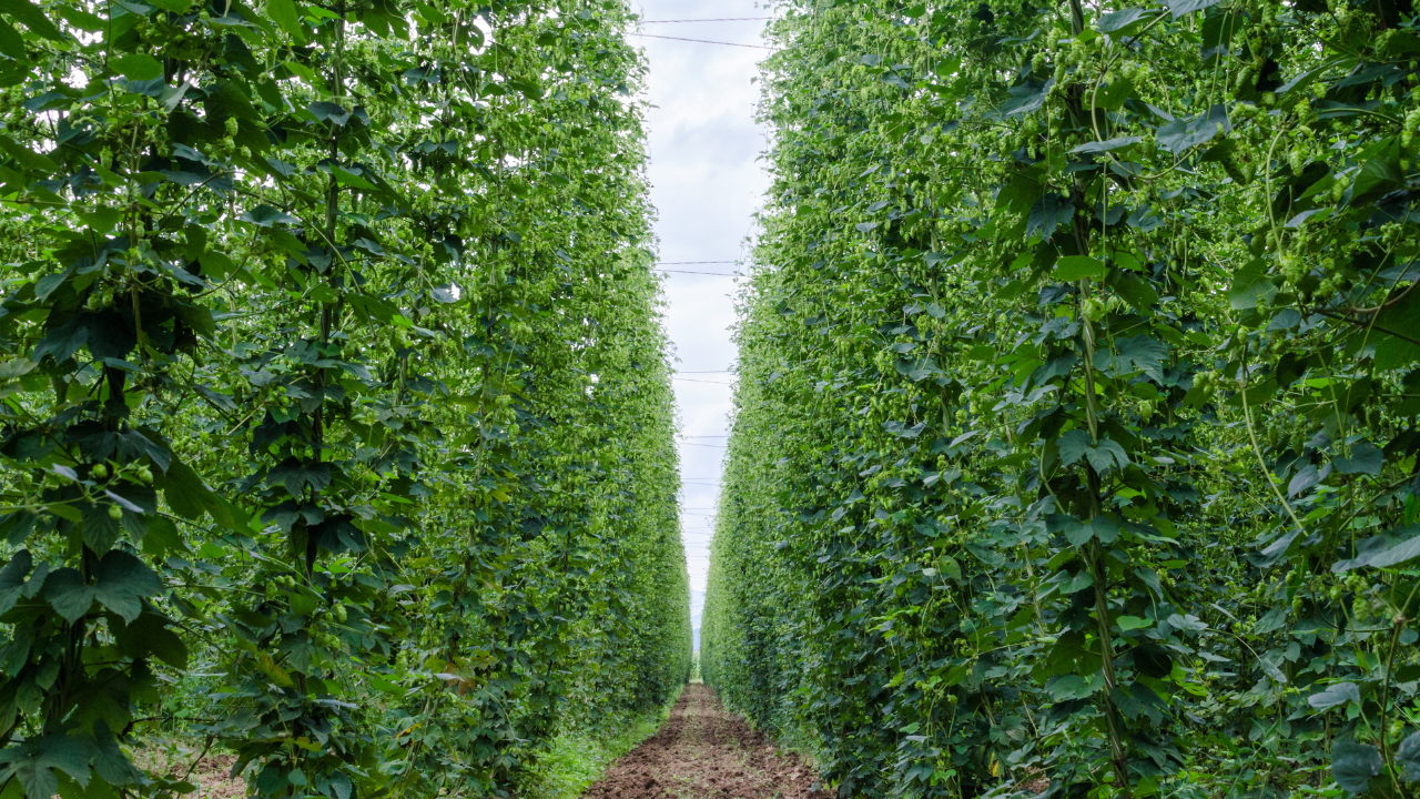 Plant Feature: Hops, Humulus lupulus, with recipe — Natural Living Alchemy