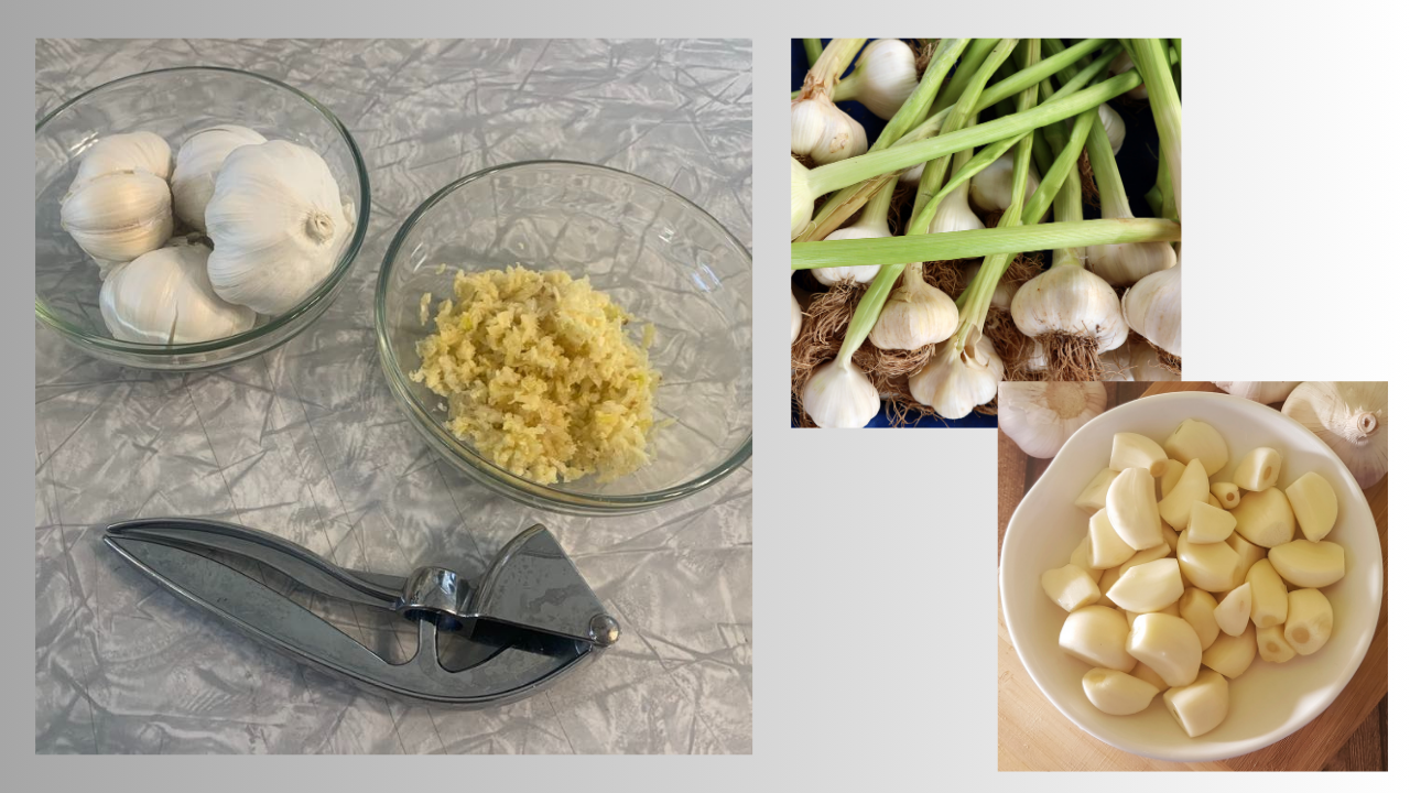 Garlic Oxymel: An Immune System Support — Natural Living Alchemy