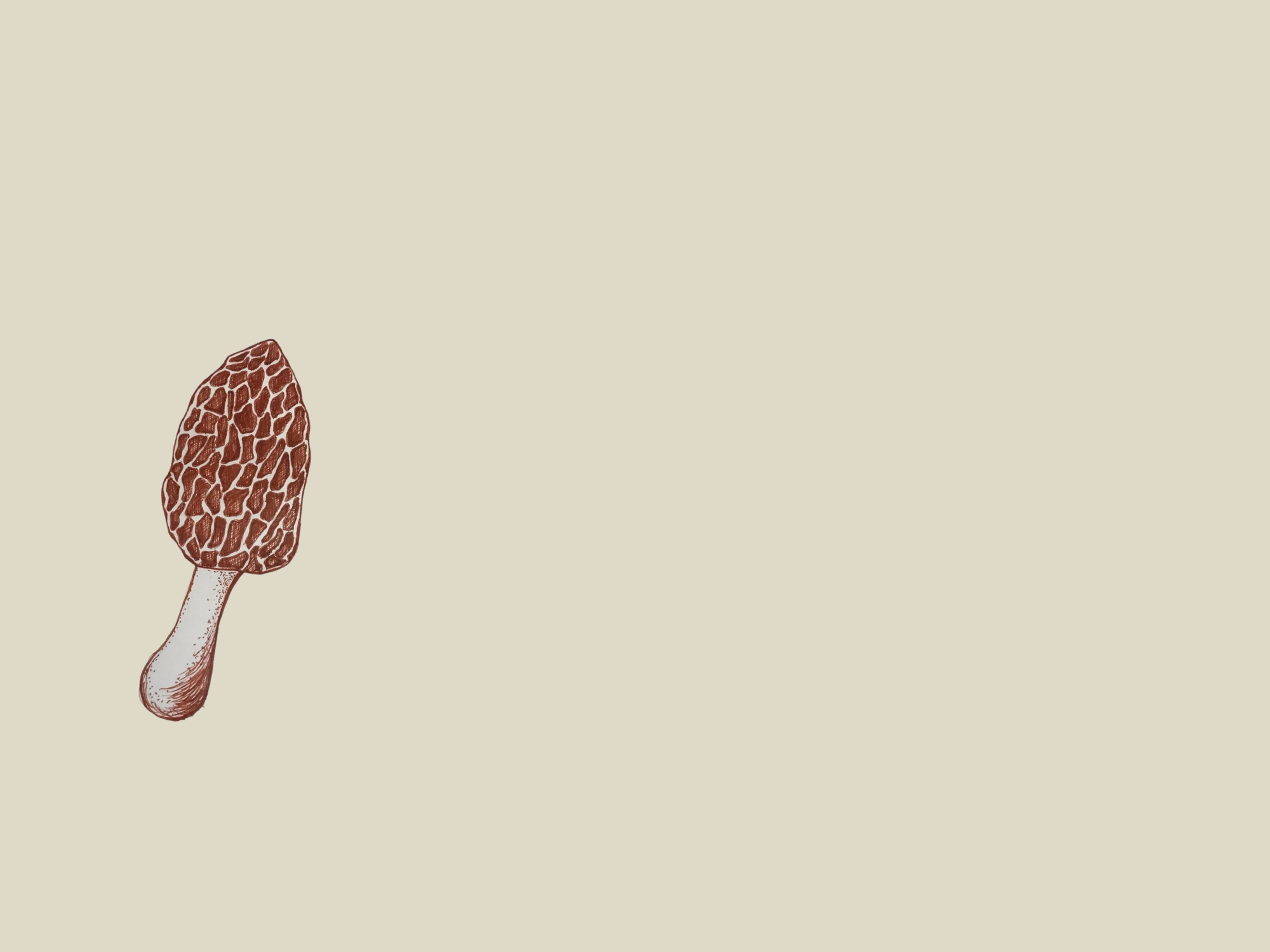 Meet the Chef — Wild Morel