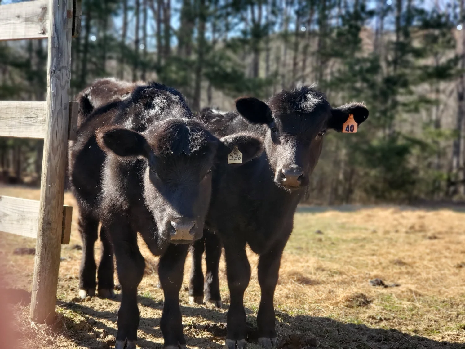 About | Family Owned & Operated | Naturally Raised Animals — Hidden ...